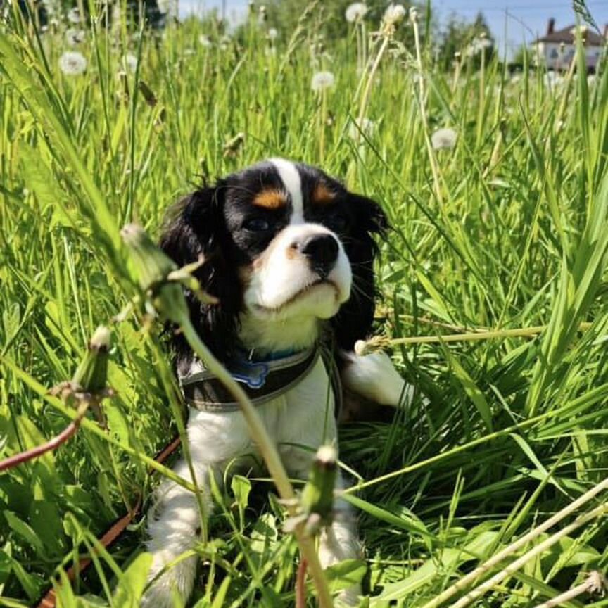 Вязка мальчик кавалер