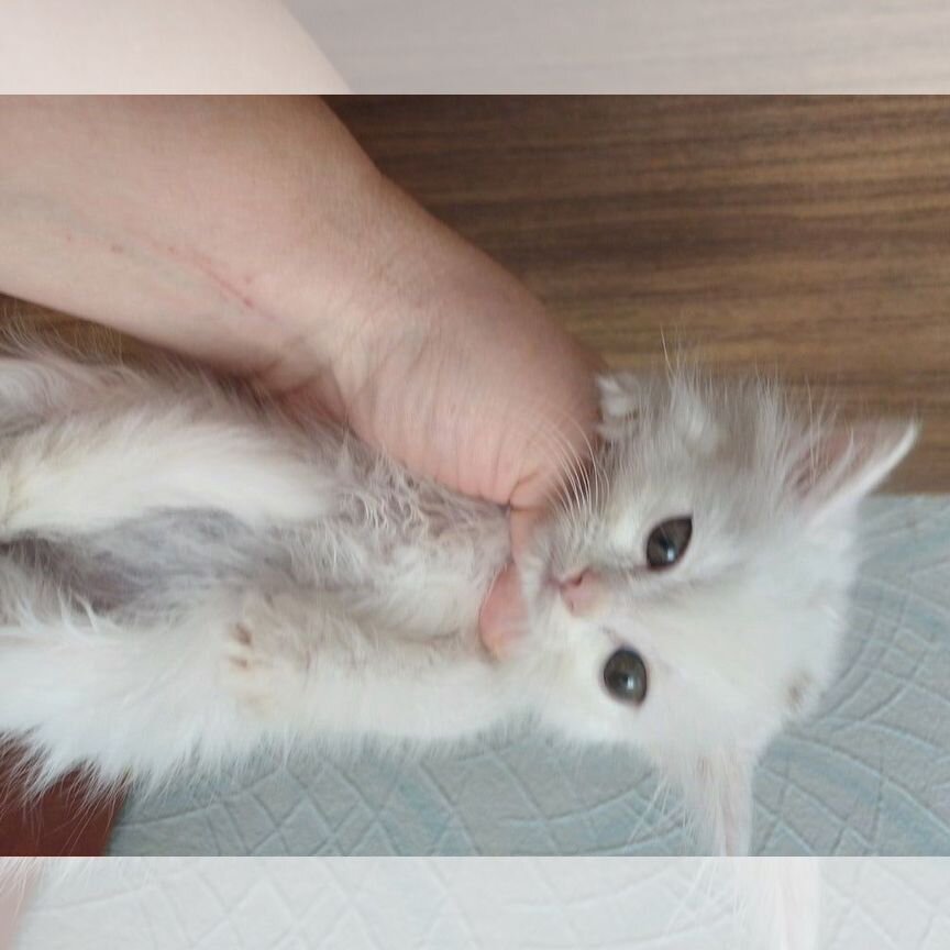 Милые необыкновенно ласковые персидские котята кла
