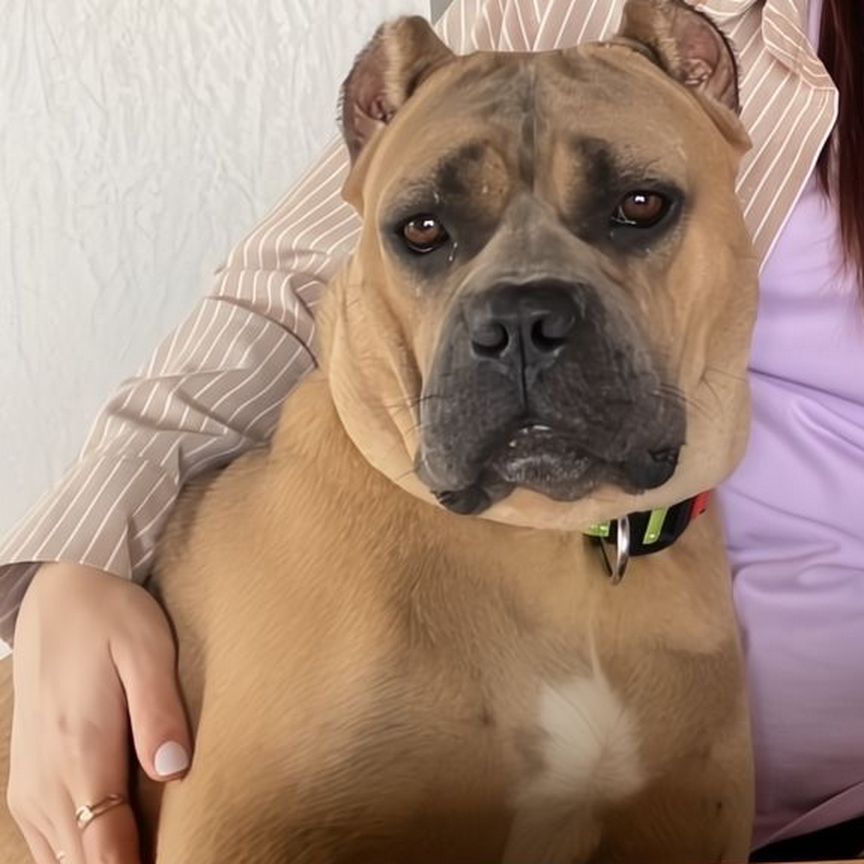 Кане-корсо, щенок