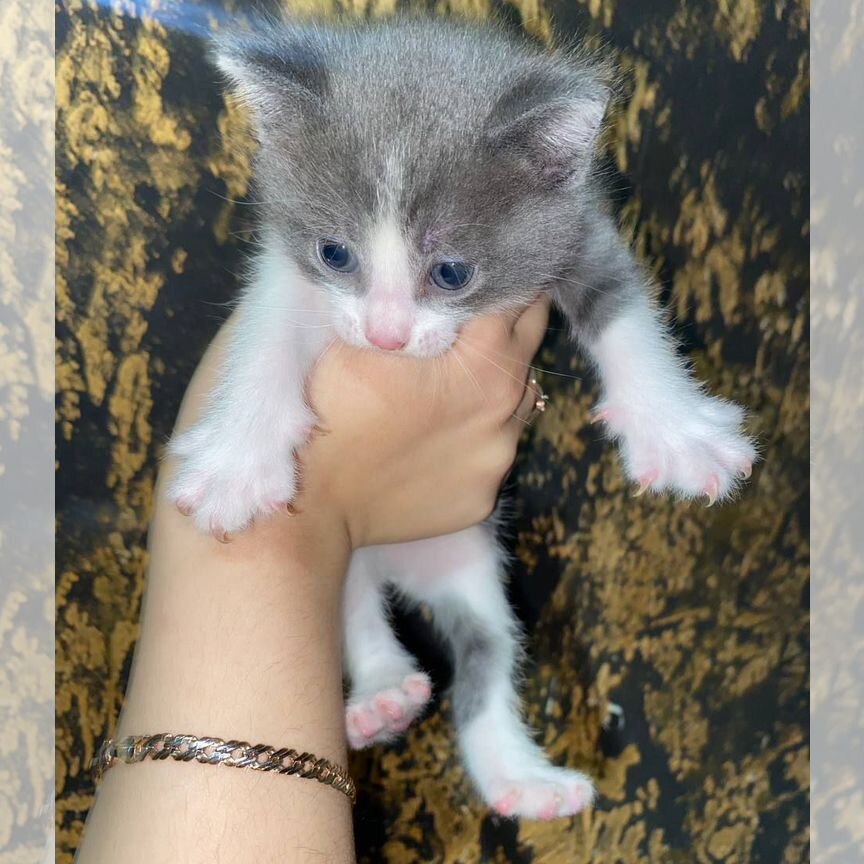 Тайский котёнок