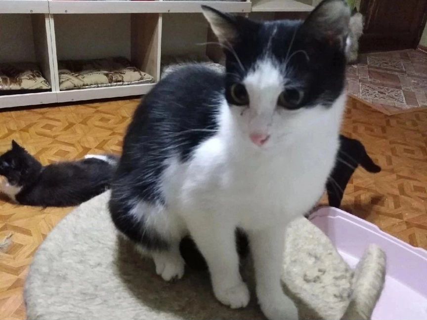 Кошка Шуня в добрые руки