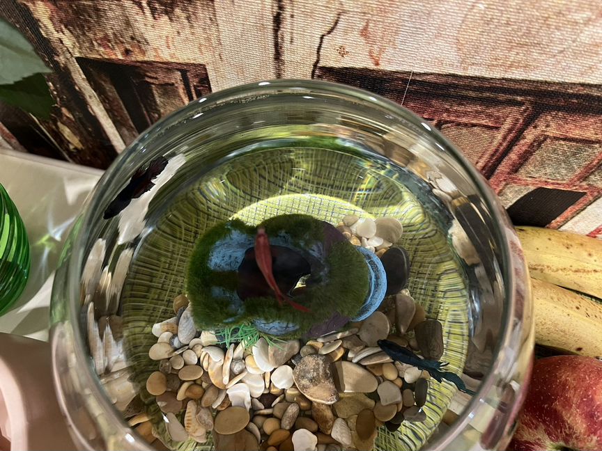 Рыбка петушок самка