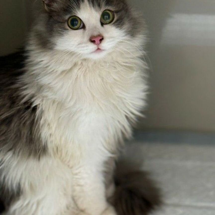 Котик