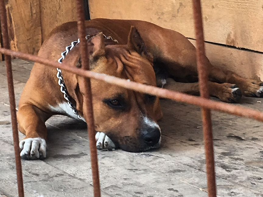 Стаффордширский терьер вязка