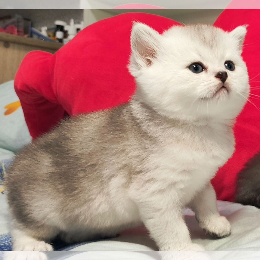 Котята серебристой шиншиллы