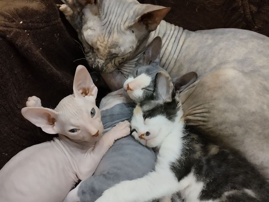 Донской сфинкс котята