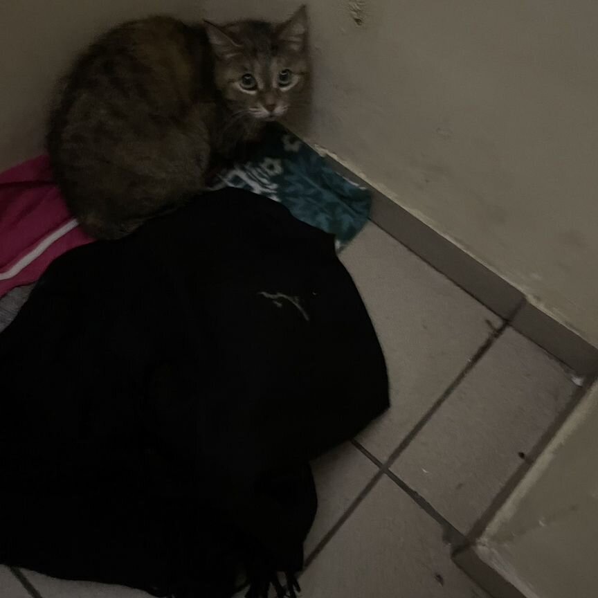Кошечка в беде