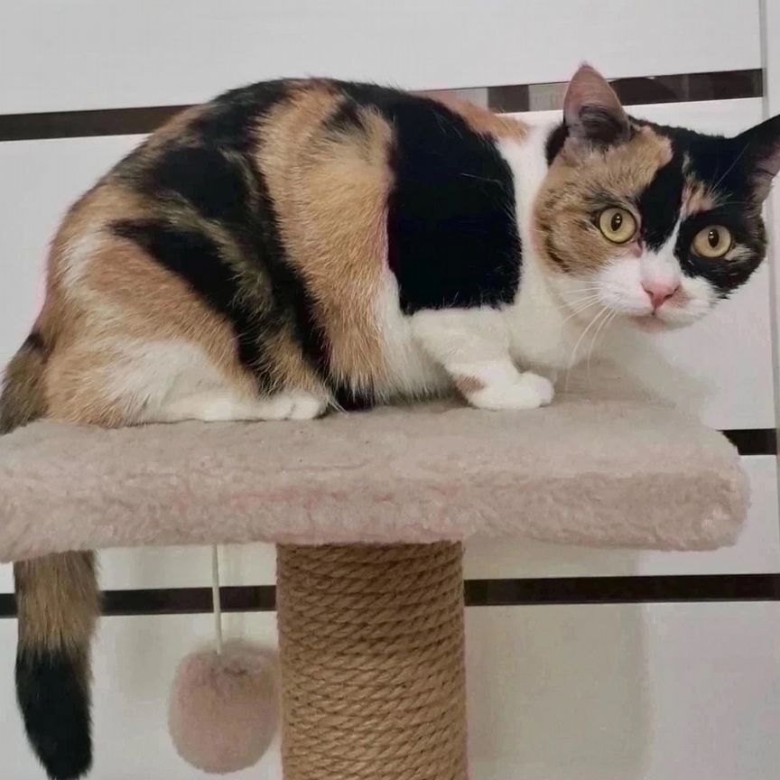 Взрослая кошка в добрые руки