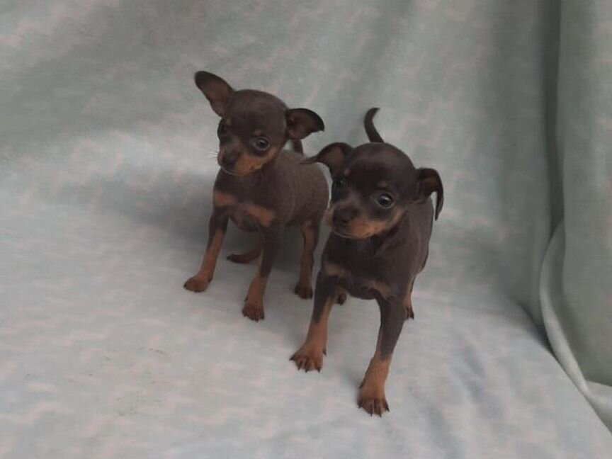 Той-терьер щенки