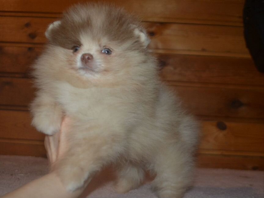 Померанский шпиц Кексик