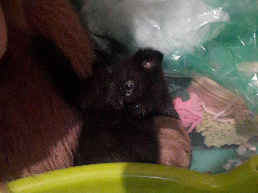 Котята в добрые руки мальчики чёрные 1 мес