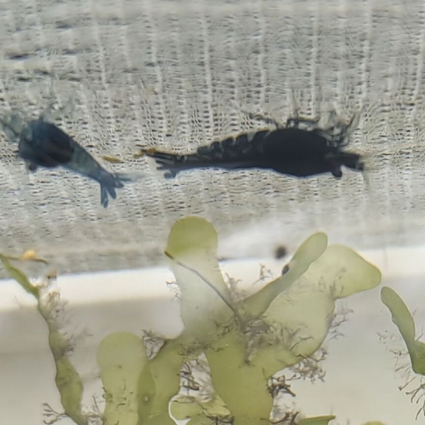 Креветки синие