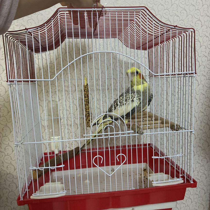 Попугай корелла