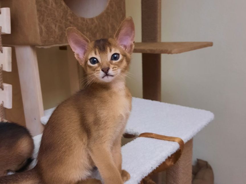 Абиссинские котята