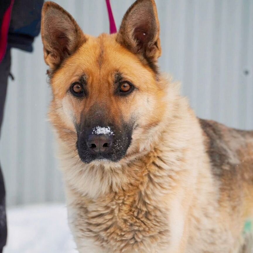 Подопечная приюта