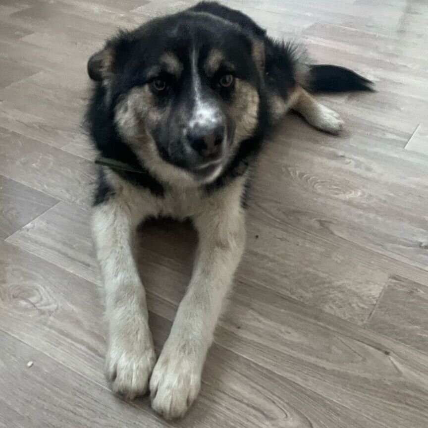 Сибирский хаски, щенок