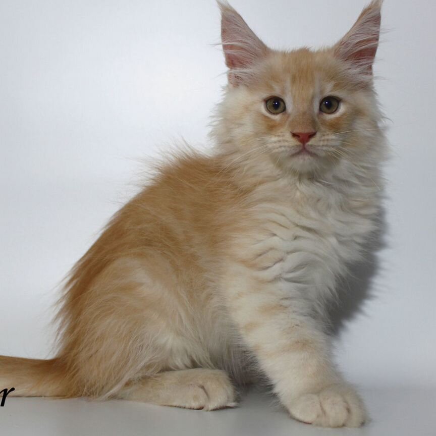 Мейн-кун котёнок