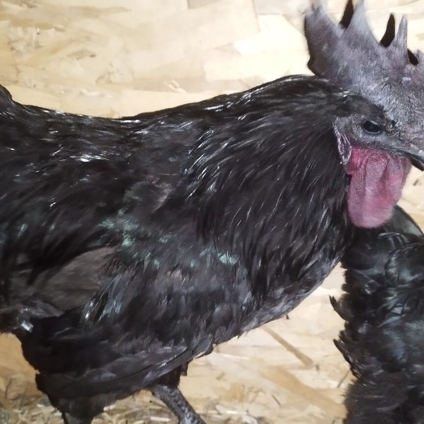 Петух породы Ухей Илюи