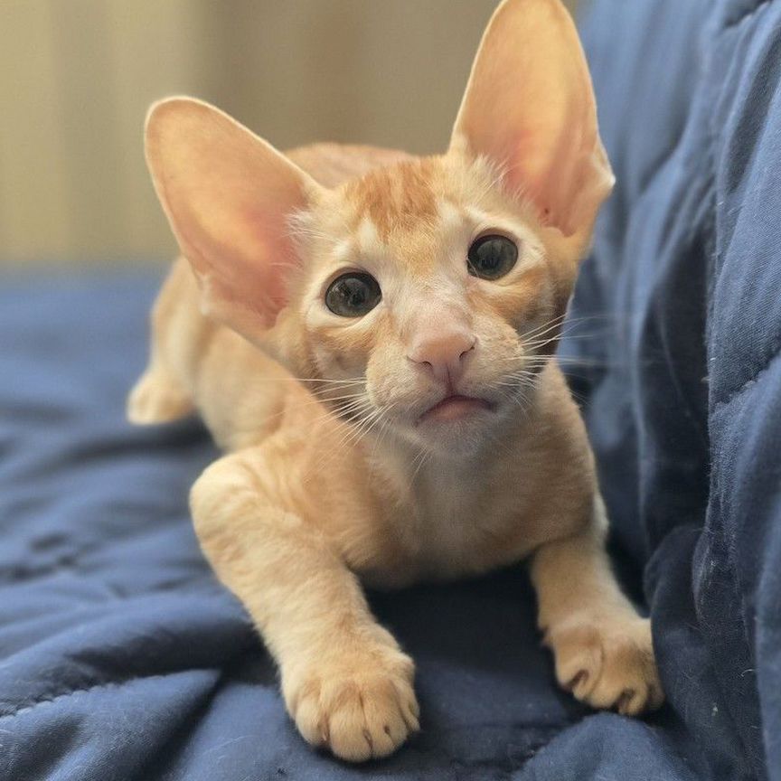Ориентальный котёнок