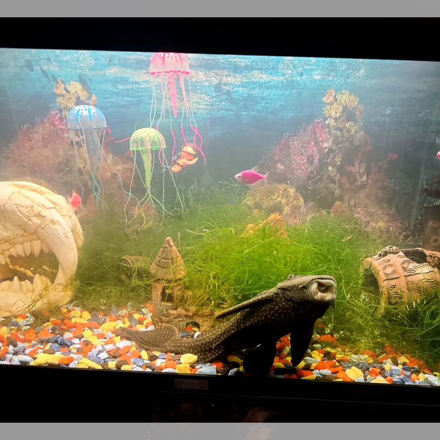 Продам сомика