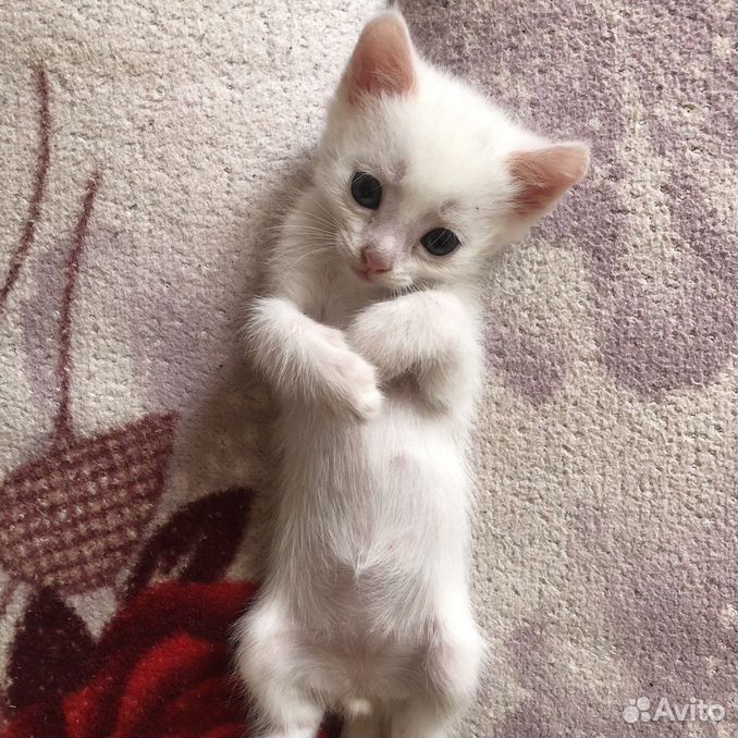 Котенок белый не альбинос