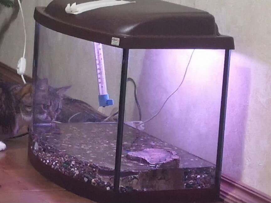 Аквариум и корм для крабов и раков