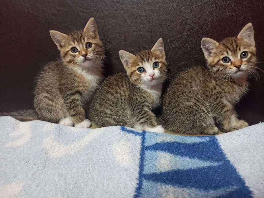 Кошки в добрые руки