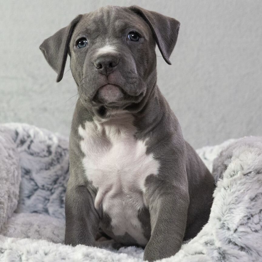 Американский стаффордширский терьер, щенок