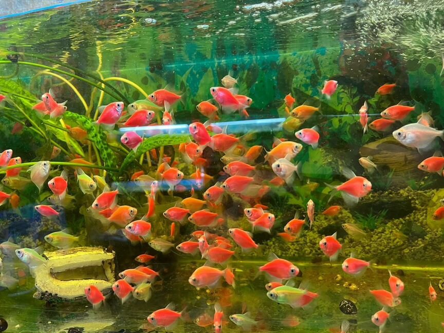 Продаются аквариумные рыбки