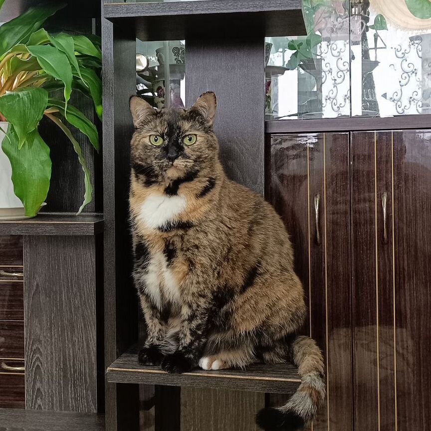 Кошки в добрые руки