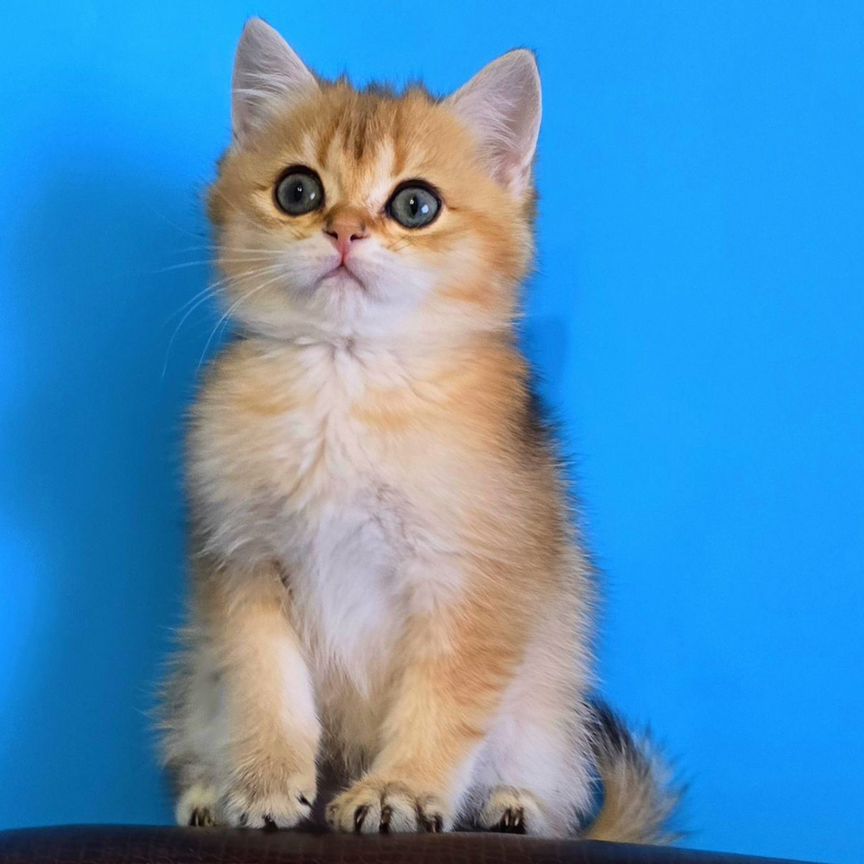 Эксклюзивный золотой котик
