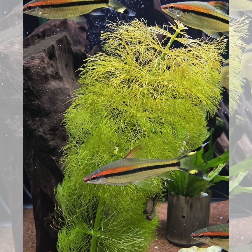 Лимнофила амбулия водная