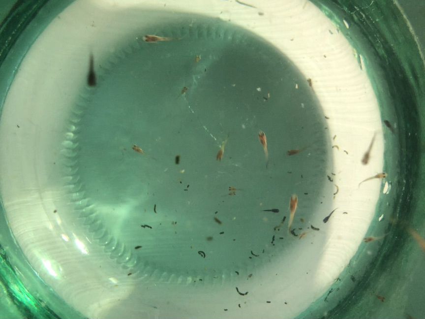 Рыбки гуппики