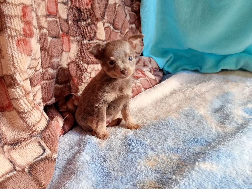 Лиловый русский той