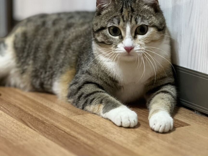 Найдена кошка