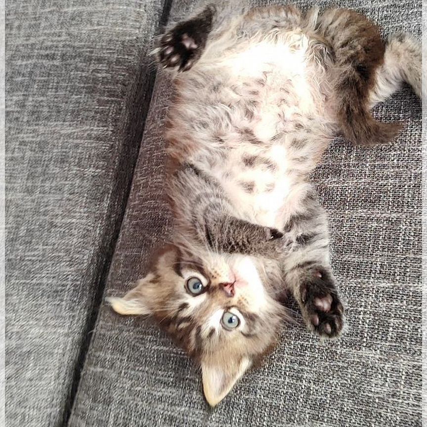 Котенок в добрые руки
