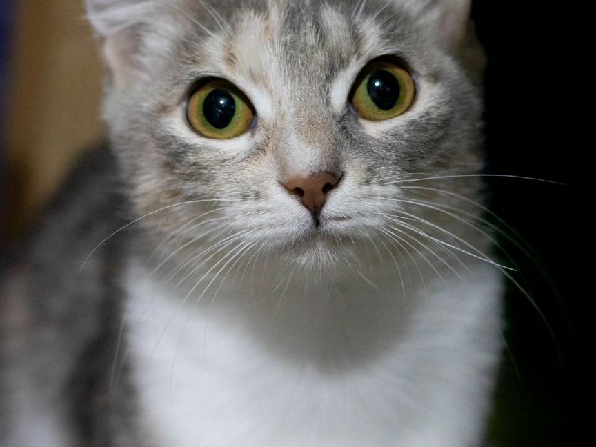 Кошка Маргоша
