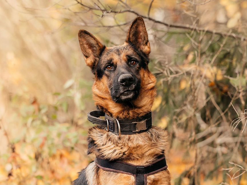 Овчар ищет дом