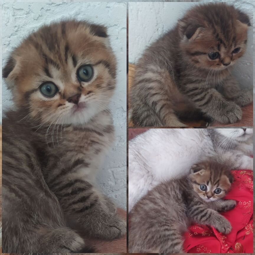 Шотландская вислоухая