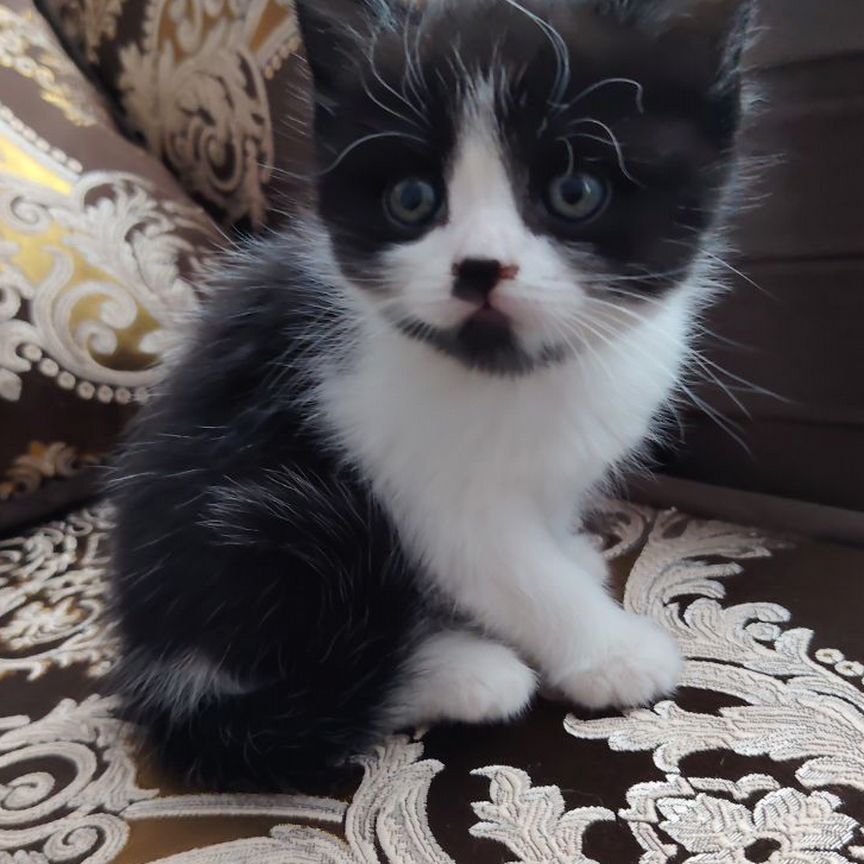 Шотландский вислоухий короткошёрстный котёнок