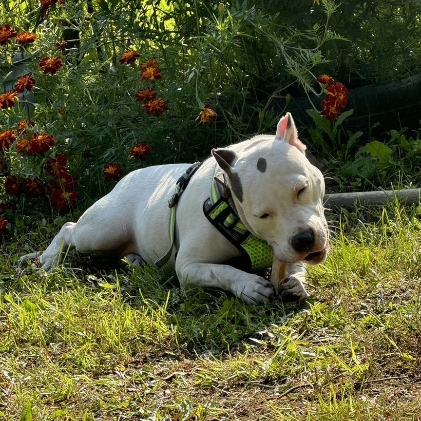 Стаффорд девочка