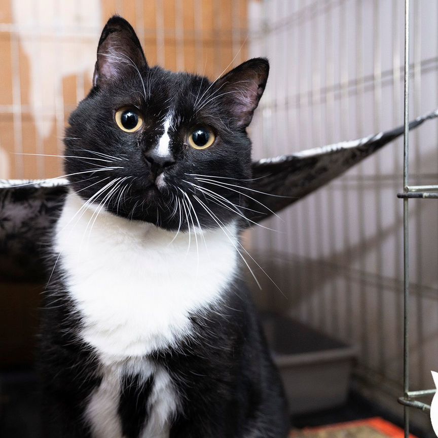 Европейский короткошёрстный, взрослый кот из приюта