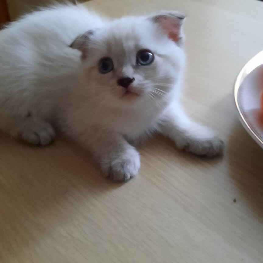 Котёнок вислоухий