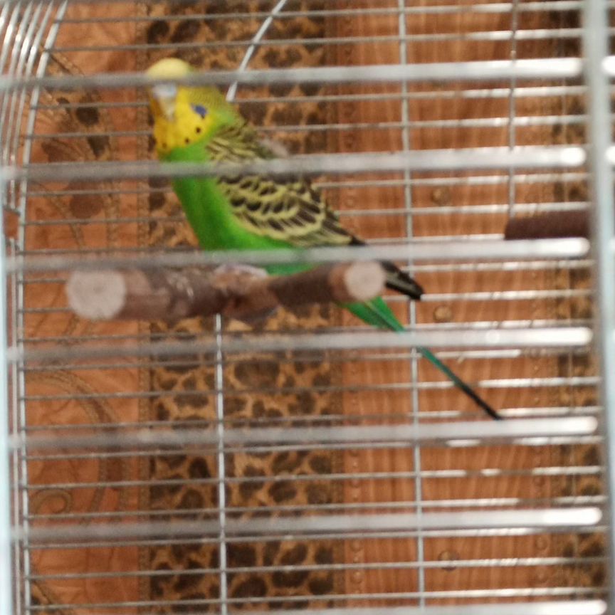 Волнистый попугай