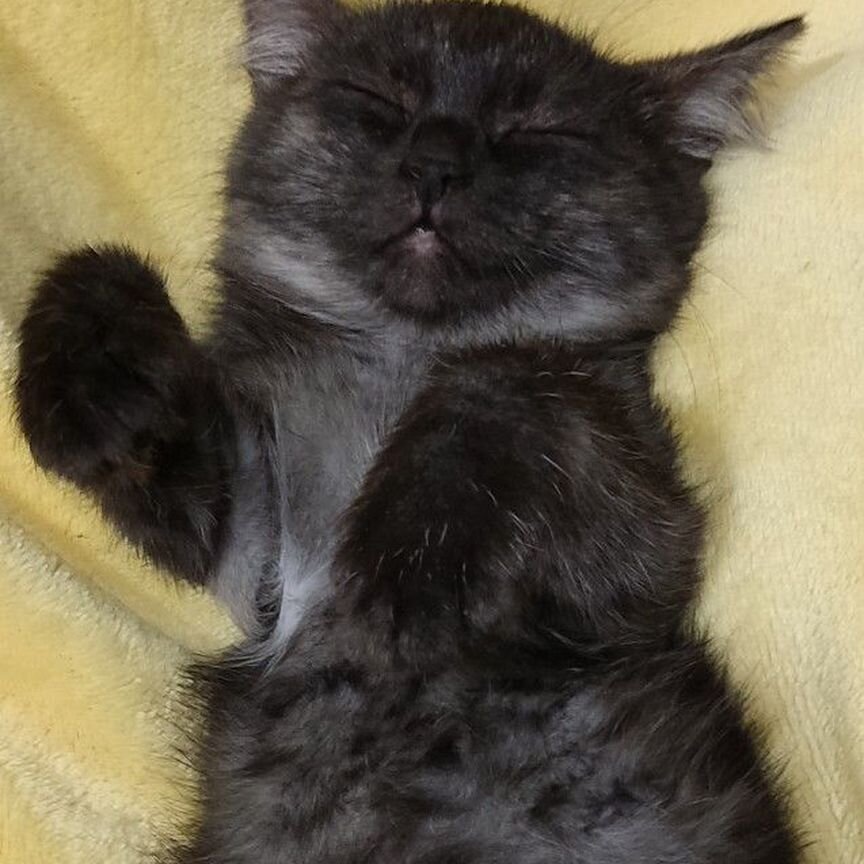 Отдам в добрые руки котенка