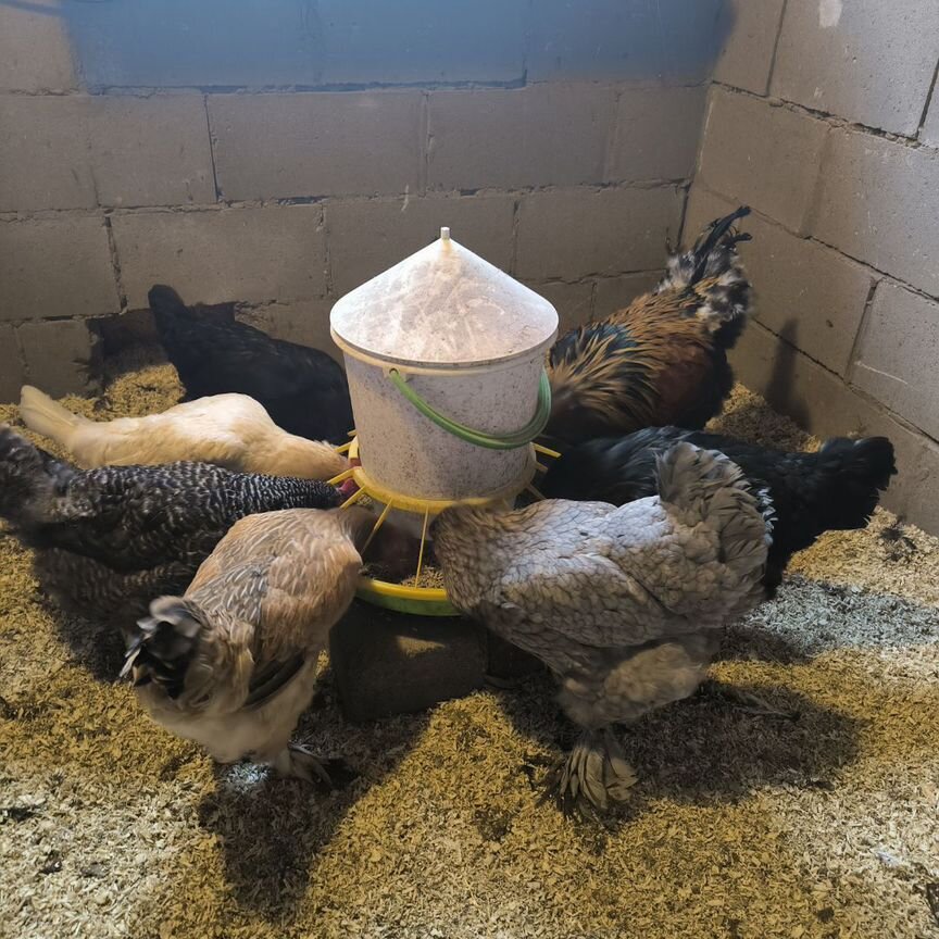 Куры несушки домашние