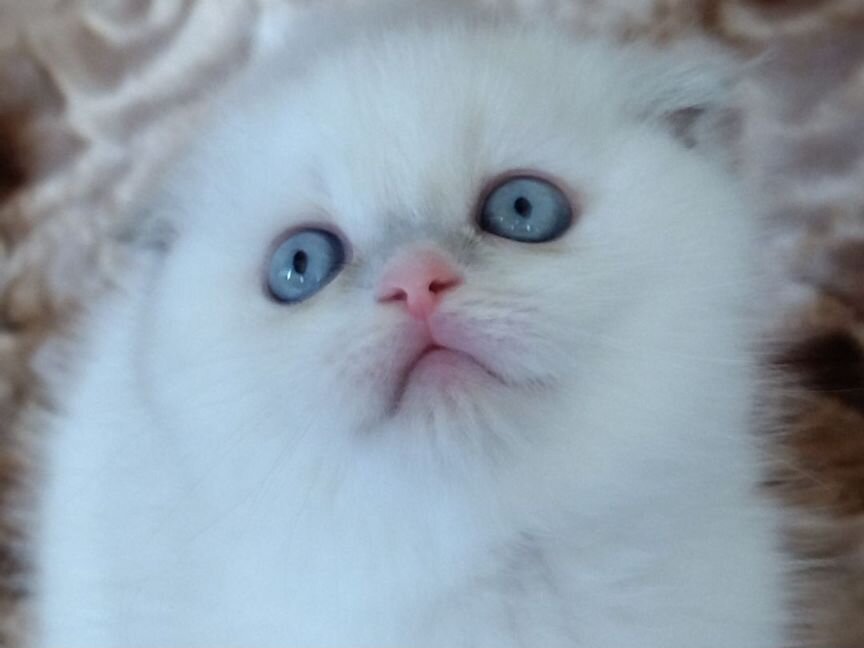 Шотландская вислоухая