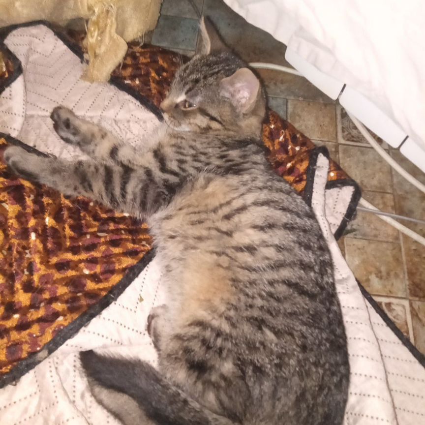 Котенок в дар