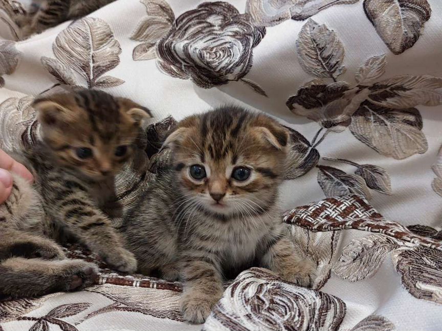 Вислоухие,прямоухие котята