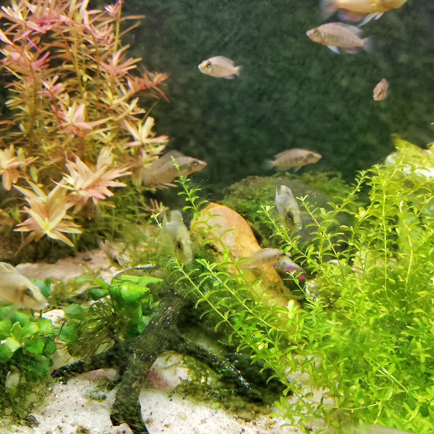 Лампрологус compressiceps Gold Head